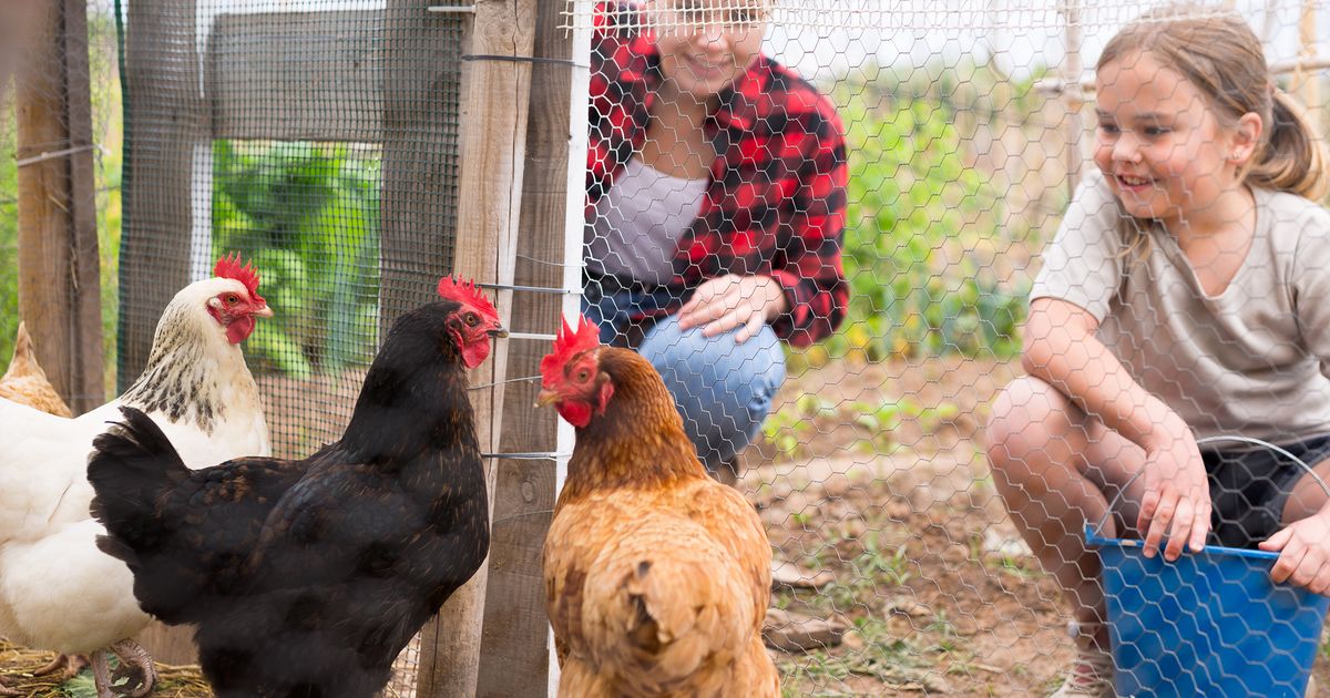 Keep reporting and register to help reduce bird flu risk - News ...