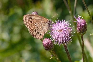Kent’s Plan Bee pollinator action plan - Kent County Council