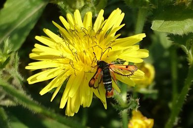 Important pollinators in Kent - Kent County Council