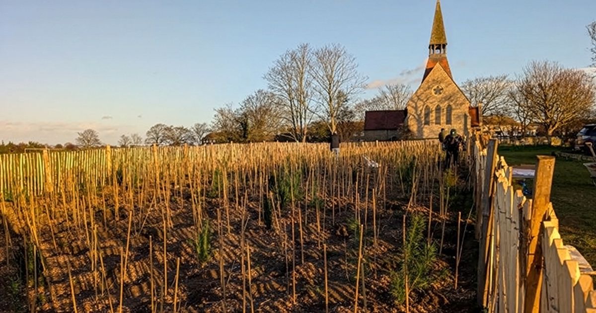 Kent County Council secures £47,500 to plant 7,500 trees this winter ...