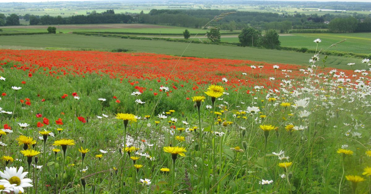 Stour Valley restoration: an ambitious vision for landscape and ...