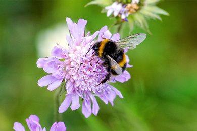 Kent’s Plan Bee pollinator action plan - Kent County Council